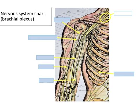 Nervous System Chart Brachial Plexus Quiz