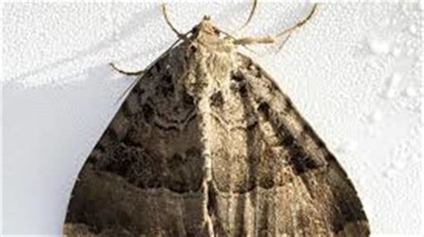 ¿cómo Terminar Con Las Plagas De Insectos