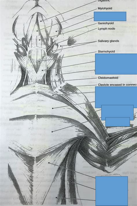 Ventral Trunk Chart Diagram Quizlet
