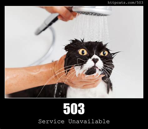 503 Service Unavailable Status Code And Cats