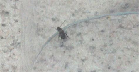 Virginia Not A German Cockroach Nymph I Hope More In Comments