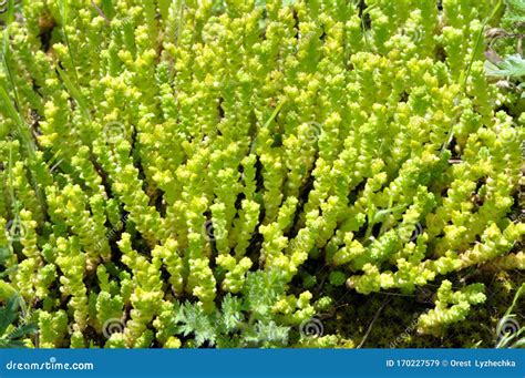 Stonecrop Sedum Acre Grows In The Wild Stock Image Image Of Leaf