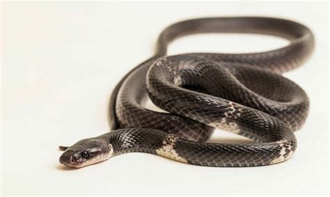 Discover The Largest Banded Snake Ever Recorded A Z Animals
