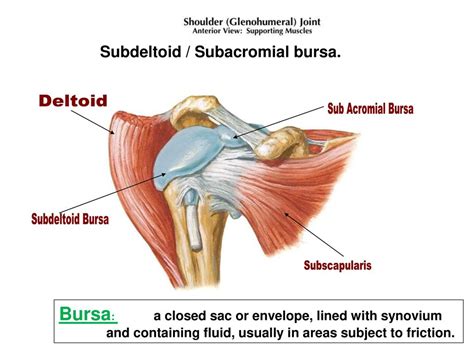Scapular Bursa Anatomy At Anthony Pippen Blog