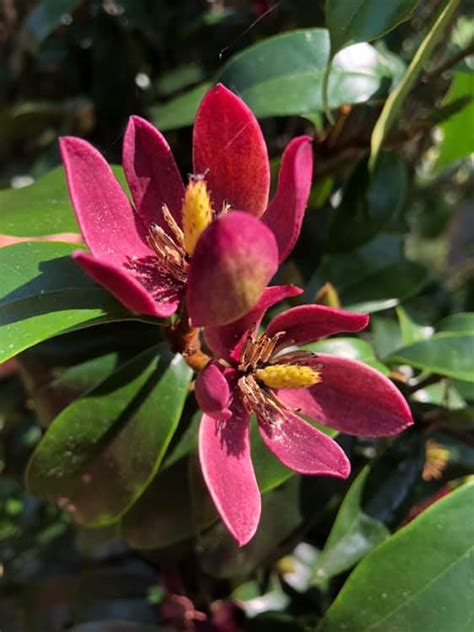 The Magnificent Magnolia ‘stellar Ruby Garden Treasures Facebook