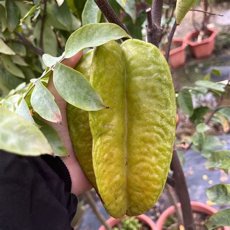 杨桃苗热卖新加坡大果甜杨桃苗四季结果南方阳台庭院盆栽地栽树苗虎窝淘