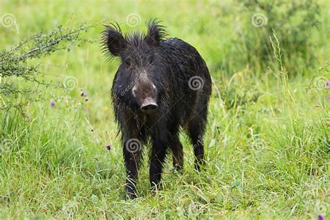 Curious Wild Boar Facing Camera On Green Meadow In Spring Nature Stock