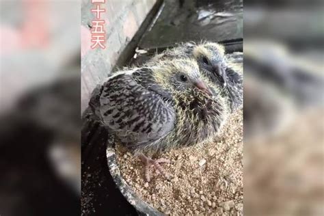 鸽子是这么样孵化出来的，这全程拍摄真是非常的细心，鸽子宝宝太可爱了