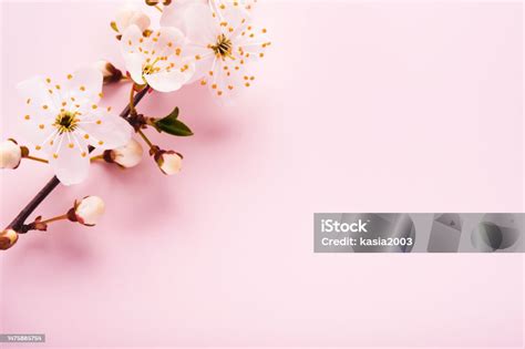 봄 벚꽃 분홍색 배경에 매크로 벚꽃 나뭇가지의 추상적인 배경 행복한 유월절 배경입니다 봄 여성의 날 개념입니다 부활절 생일 여성