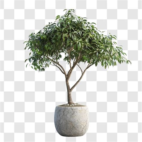 Tree In A Pot On White Background Render Ultra Realistic Premium AI Generated PSD