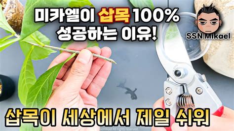 삽목 무작정 따라해보세요 성공합니다 번식 뿌리내리기 꺽꽂이 발근 루팅 발근제 없이 식물 뿌리 내리기 Youtube