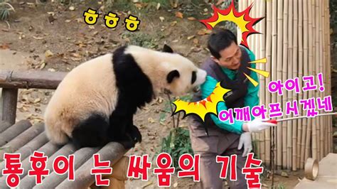 💥아이고💥sos 💥 후이바오 가 송바오 할부지 와 셀카 껌이징 갑자기 할부지 의 어깨를 공격했어요🤳🤳 후이바오 당근 먹는