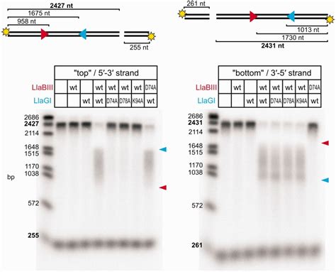 Mapping Of The Type ISP Cleavage Sites To Individual Strand Loci Download Scientific Diagram