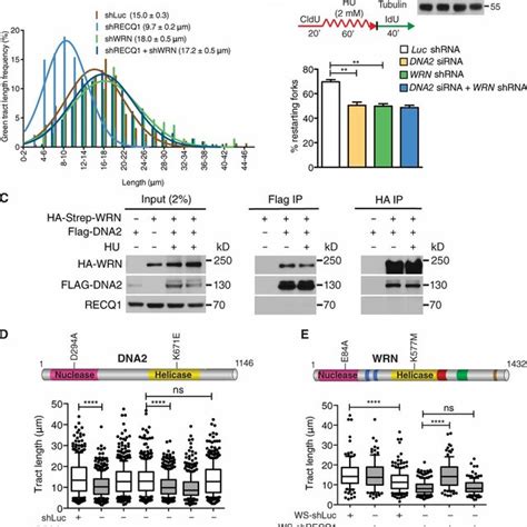 rad51 promotes dna2 depedent degradation of reversed replication forks