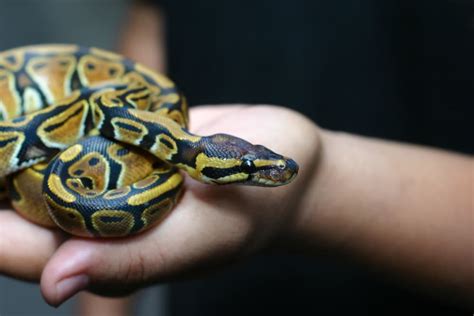 Ball Python Temperature And Humidity Care Jabberwock Reptiles
