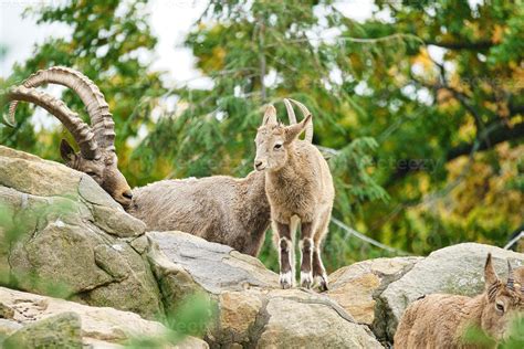 Ibex Baby On A Rock In Nature Small Horn In Mammal Ungulates Climbing