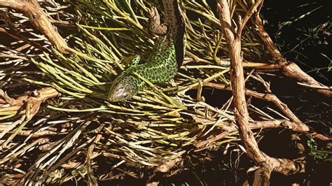 Зелёное пятнистая ящерица · 1920x1080 Full Hd бесплатная фотография от Godlike картинки и обои