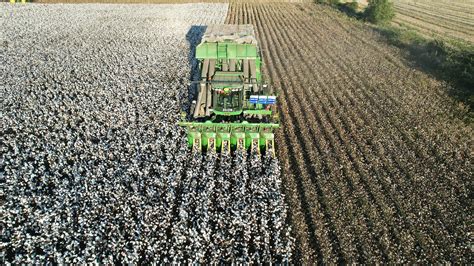 Innovation In Cotton Cultivation The New Cotton Seed Agro Varieties