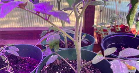 How To Propagate Tomato Plants From Cuttings