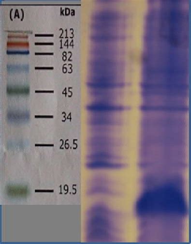 M Protein Marker 1 E Coli Bl21 Star De3 Plyss Bearing