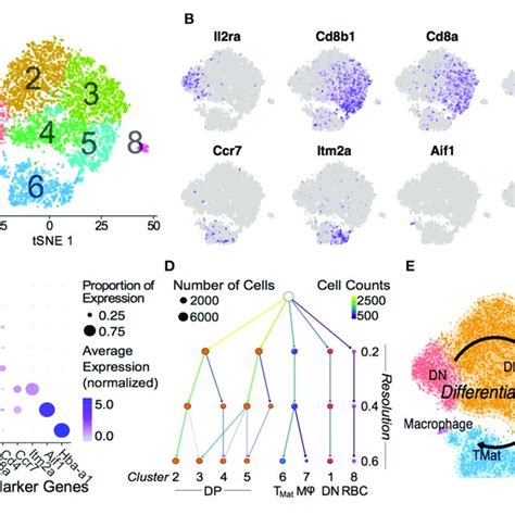 T Cell Maturation And Cell Cycle Stage Are Linked A Individual