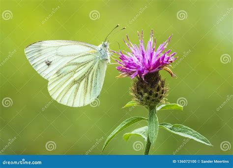 Pieris Brassicae The Large White Or Cabbage Butterfly Pollinating