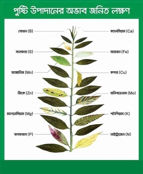 Bd কোন সারের অভাবে গাছের পাতা কি রং ধারণ করে তা নিম্নে ছবি দেখলেই খুব সহজে বুঝতে