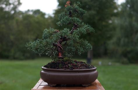 Are These Spider Mites Bonsai Forum Bonsai Empire