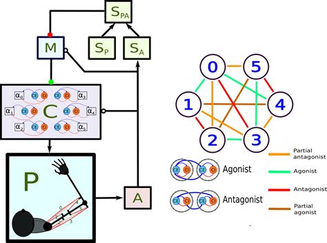Self Configuring Feedback Loops For Sensorimotor Control Elife