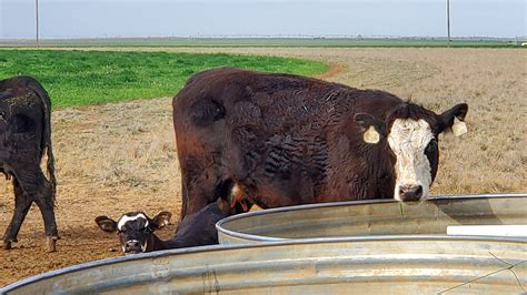 Beef Specialists Warn Of Wheat Pasture Bloat