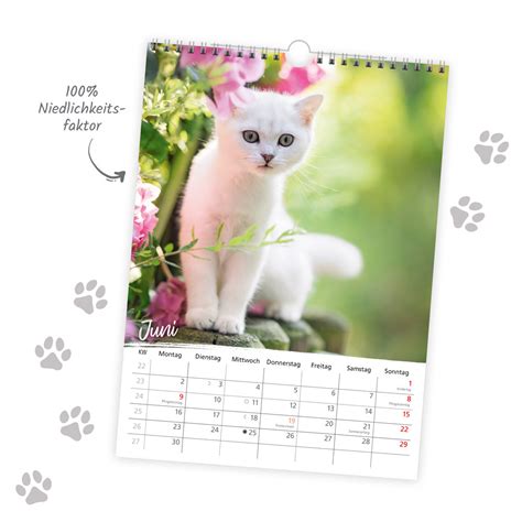 Trötsch Classickalender Liebste Katzen 2025 Spiralbindung Vaihinger