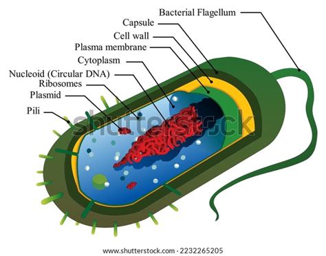 Prokaryotes Single Celled Organisms Belonging Domains Bacteria Stock