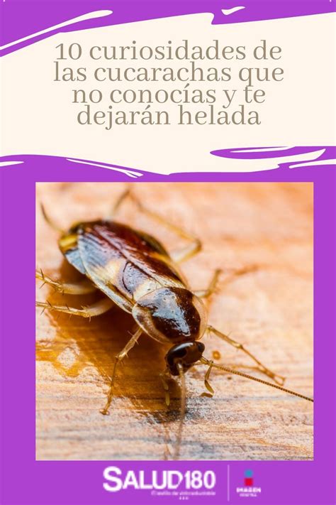 10 Curiosidades De Las Cucarachas Que No Conocías Y Te Dejarán Helada