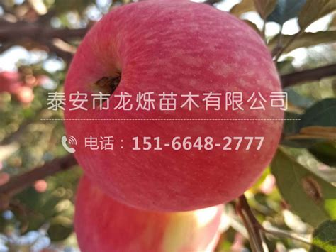 蜜脆苹果苗 泰安市龙烁苗木有限公司