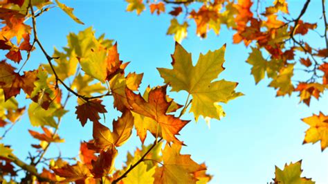 1 октомври Покров Богородичен и празник на мнозина Свободно време Edna Bg