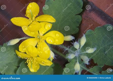 Geel Onkruid Stock Foto Image Of Bloemen Klein Anjer 86604490