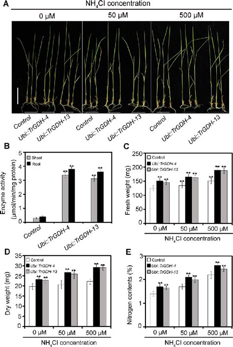 Characteristics Of Transgenic Rice Lines Expressing Trgdh Grow Under
