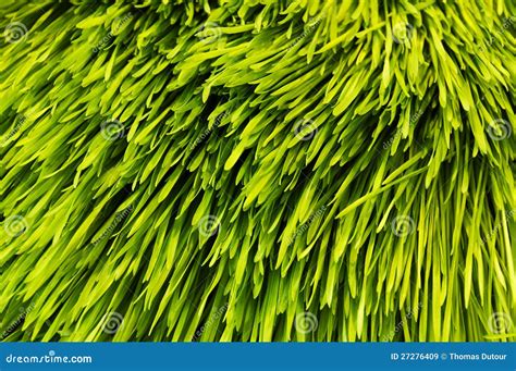 Barley grass stock image. Image of agricultural, beautiful - 27276409