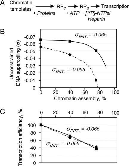 Presence Of Unconstrained Negative Dna Supercoiling Does Not Affect