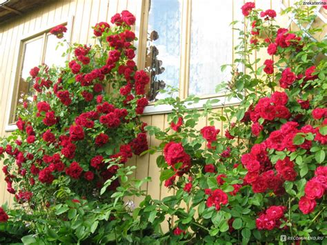 Роза плетистая Фламментанц (Climber rose Flammentanz) Кордес (Kordes ...