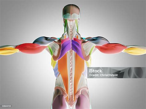 Foto De Anatomia Humana Músculos Das Costas Do Torso Ilustração 3d E