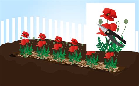 How To Grow Poppies From Seed Uk Is Growing Poppies Illegal Ehow