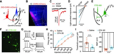 Inflammatory Pain Activated Bla Projecting Ic Neurons A Schematic For