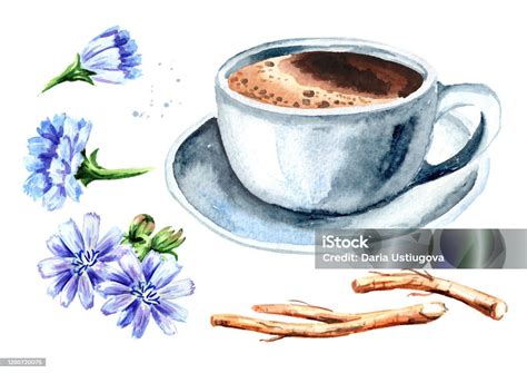 뜨거운 치커리 음료와 꽃과 말린 치커리 뿌리 세트와 함께 컵에 흰색 배경에 격리 된 수채화 손으로 그린 그림 마실 것에 대한 스톡 벡터 아트 및 기타 이미지 Istock