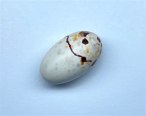 Protopteryx Fengningensis Replica Dinosaur Egg Etsy