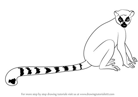 Learn How To Draw A Ring Tailed Lemur Lemurs Step By Step Drawing