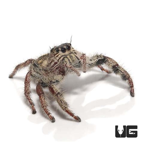Adult Regal Jumping Spiders For Sale Underground Reptiles