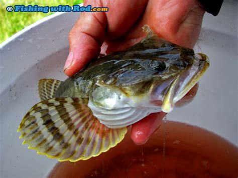 Multiple Species Bagged At Bullhead Derby Fishing With Rod Blog