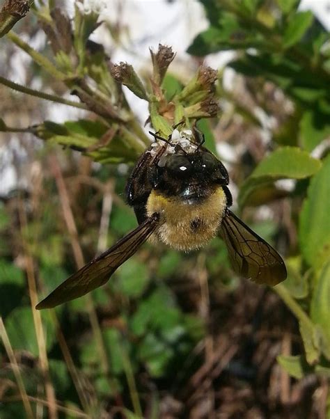 Upside Down Bee Photograph By Amanda Myers Pixels