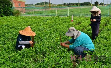 微生物製劑提升落花生產量65 觀摩會展示突破性成果